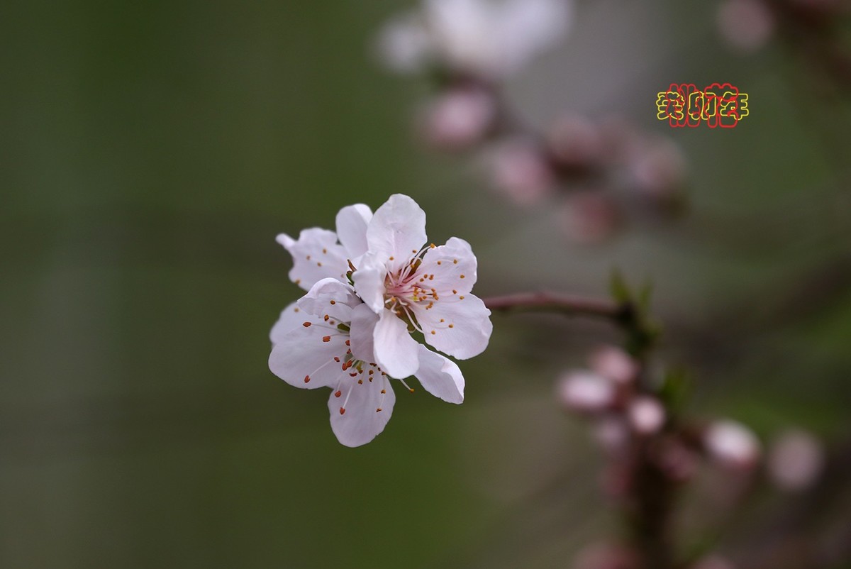 桃花 3【2023-0249】-中关村在线摄影论坛