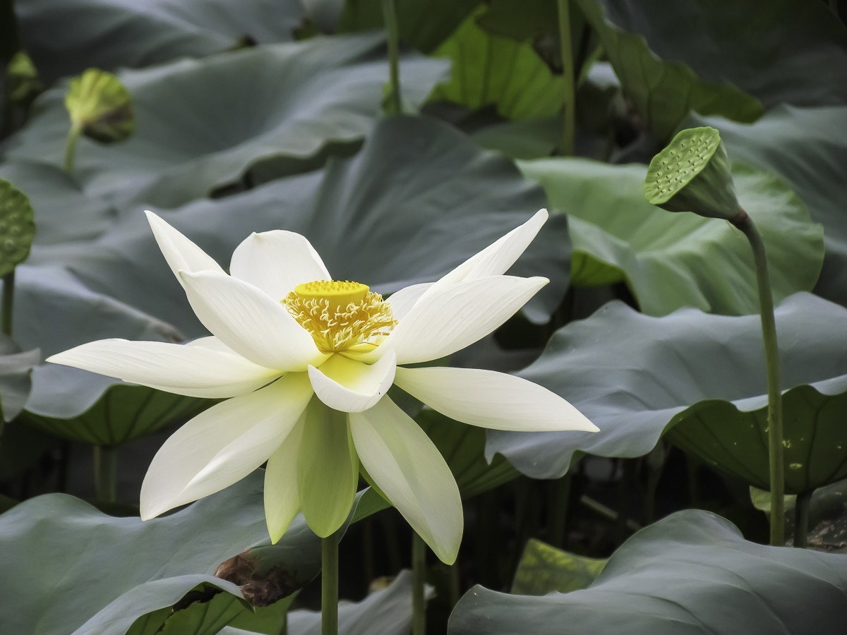 荷花-中关村在线摄影论坛