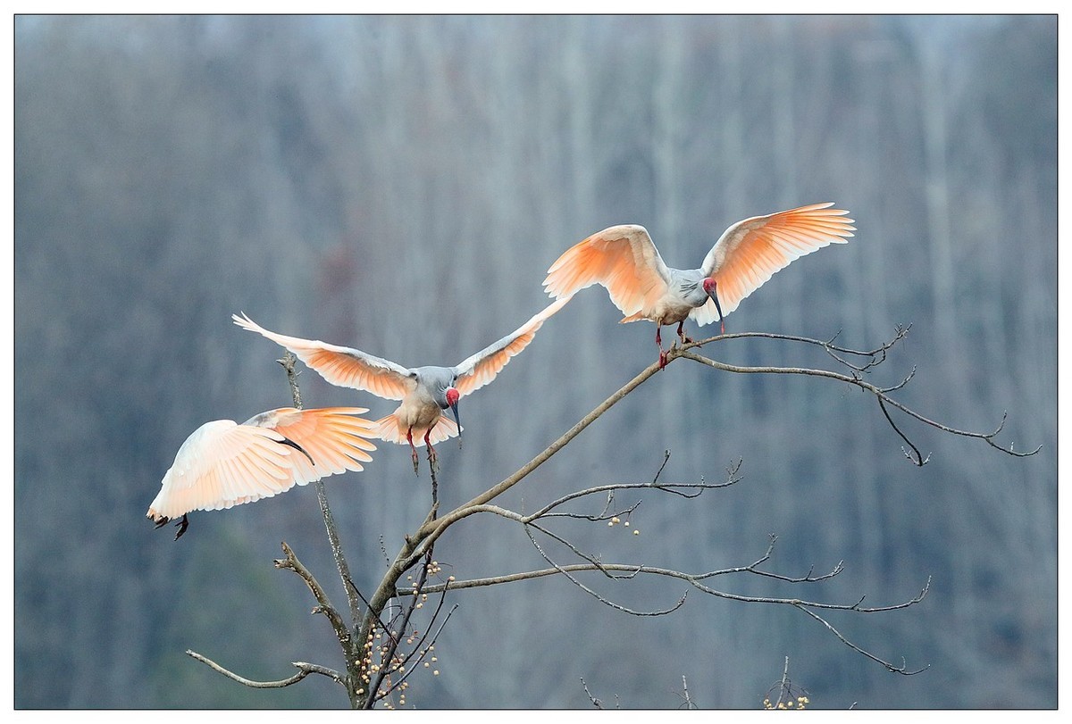 春天里的朱鹮（四）-中关村在线摄影论坛