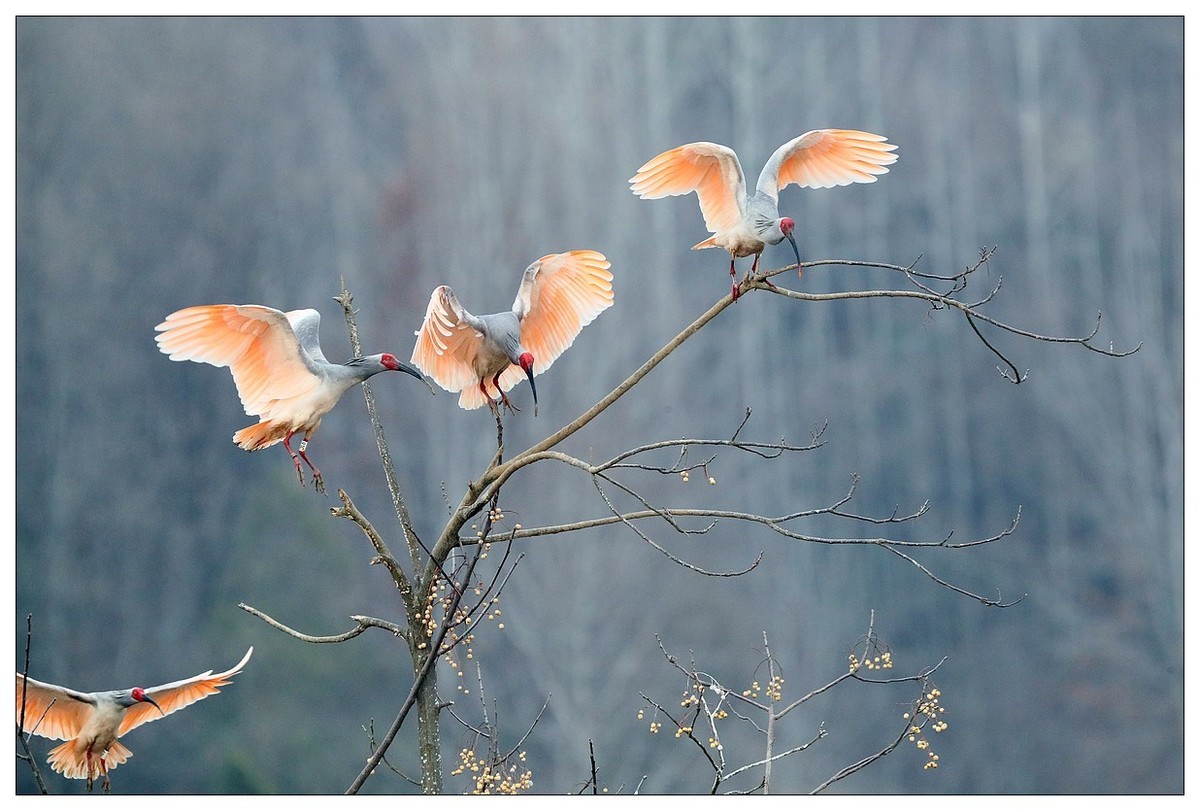春天里的朱鹮（四）-中关村在线摄影论坛