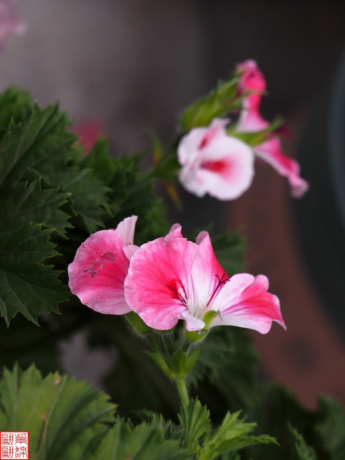 2023开在春天的天竺葵（15）-中关村在线摄影论坛