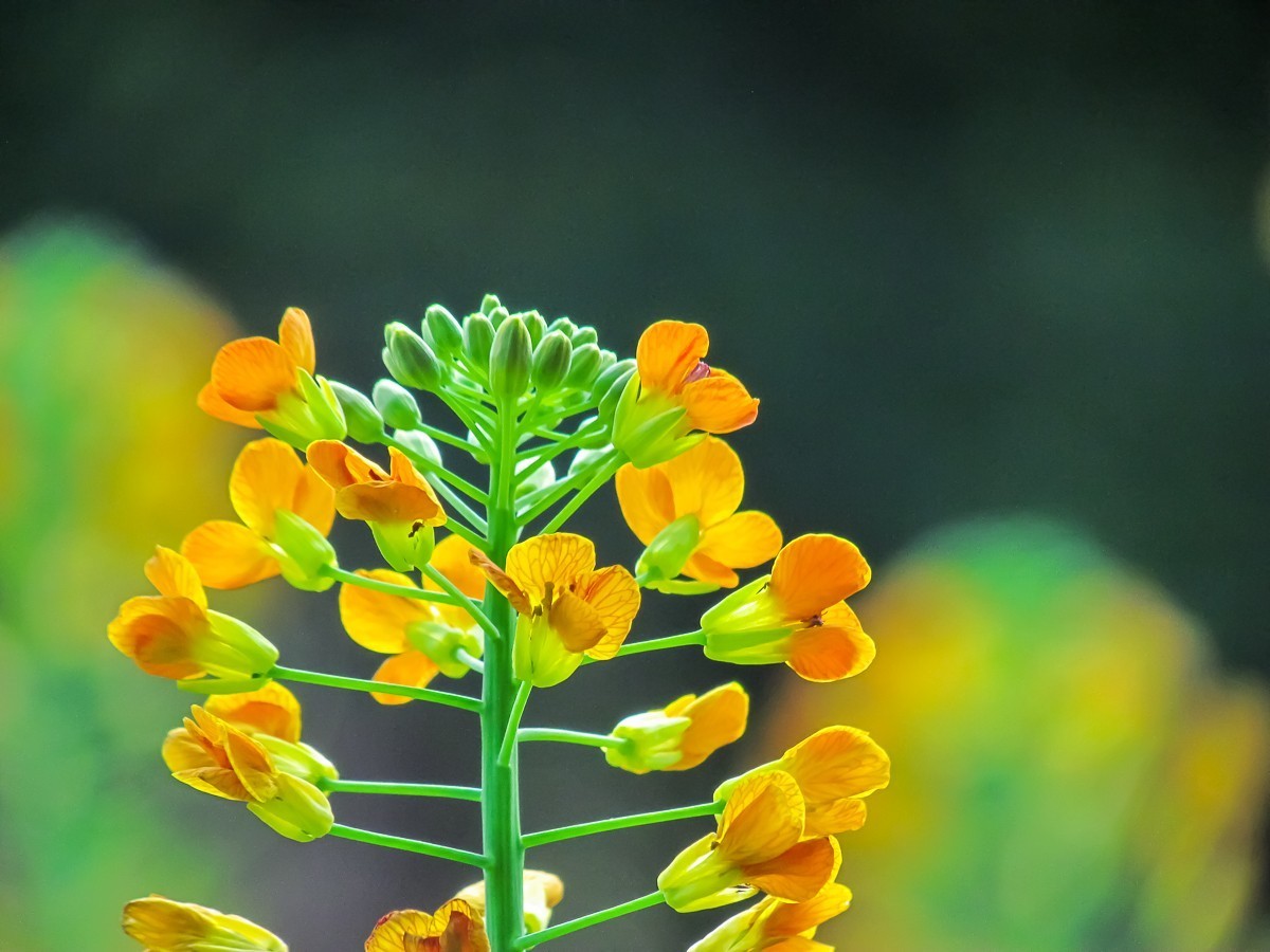 油菜花-中关村在线摄影论坛