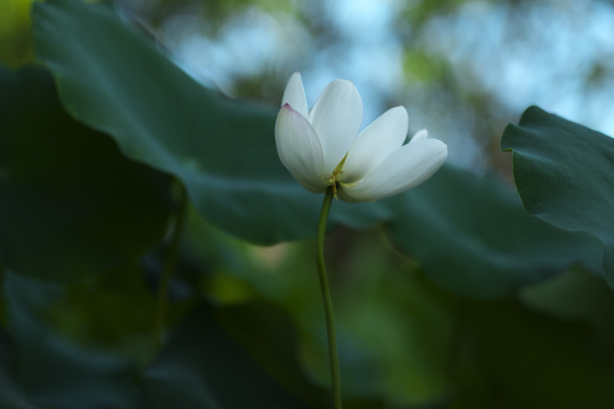 hehua-中关村在线摄影论坛