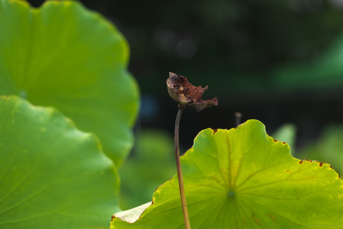 hehua-中关村在线摄影论坛