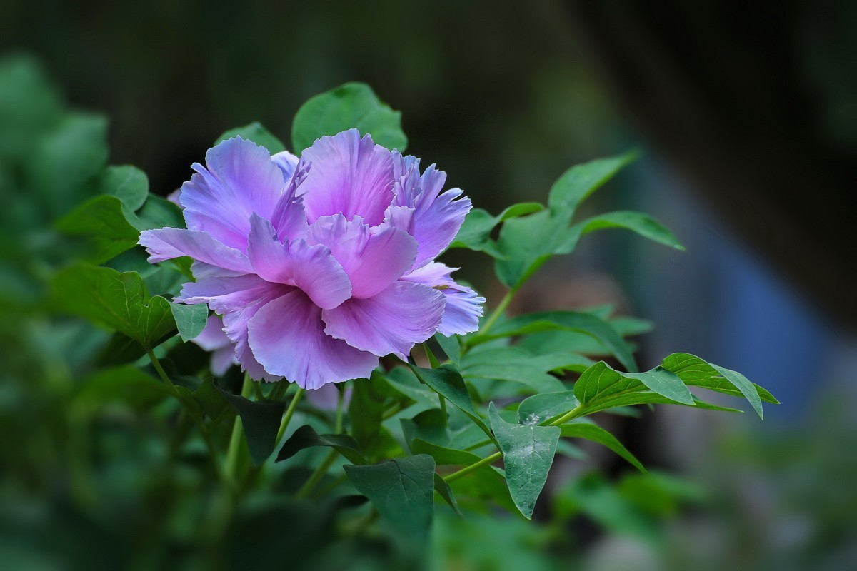 2024111 牡丹花-中关村在线摄影论坛