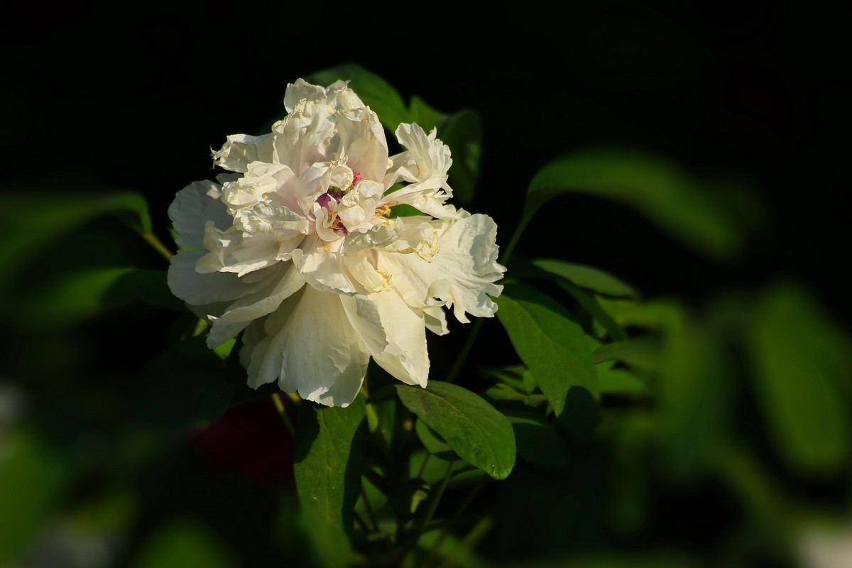 2024111 牡丹花-中关村在线摄影论坛