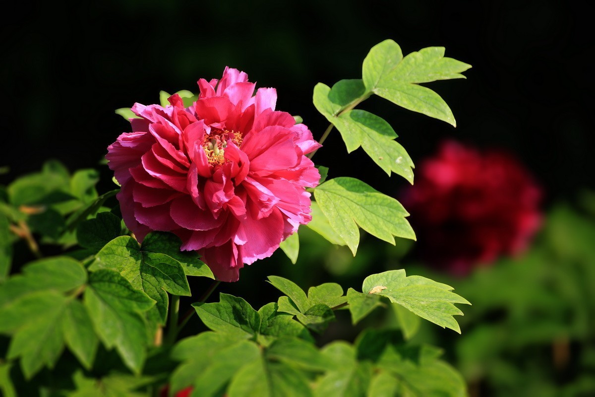 2024111 牡丹花-中关村在线摄影论坛