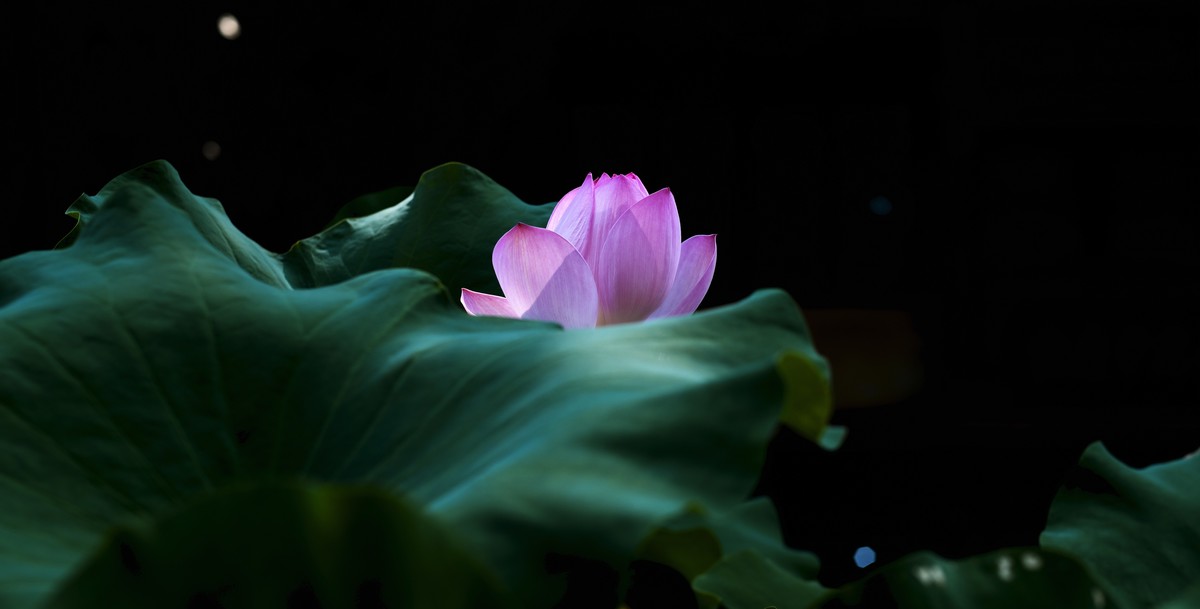 hehua-中关村在线摄影论坛