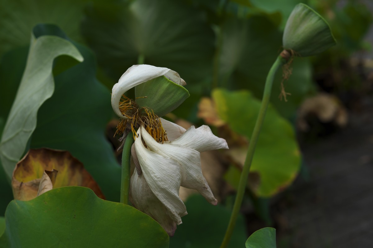 hehua-中关村在线摄影论坛