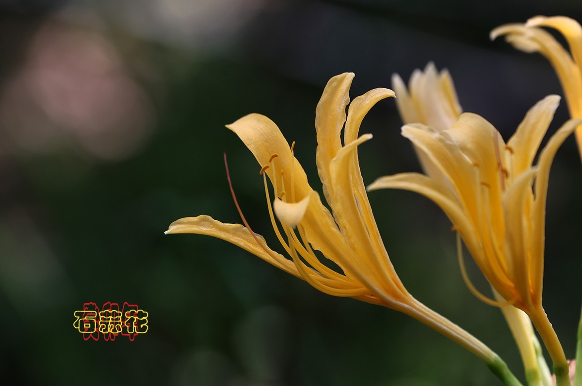 石蒜花 1【2023-0987】-中关村在线摄影论坛