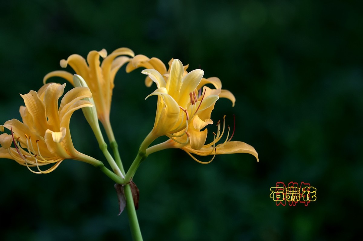 石蒜花 1【2023-0987】-中关村在线摄影论坛