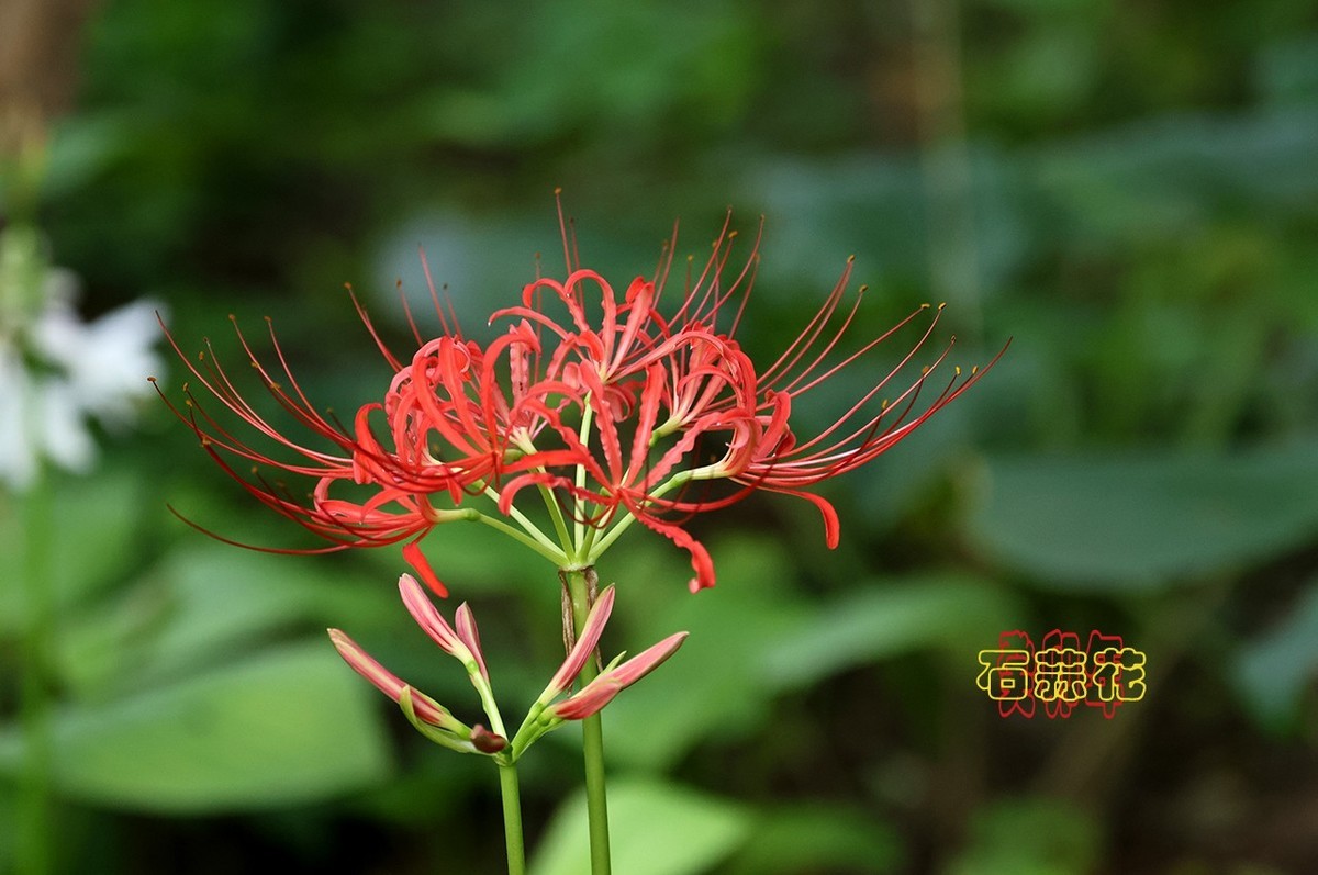 石蒜花 1【2023-0987】-中关村在线摄影论坛