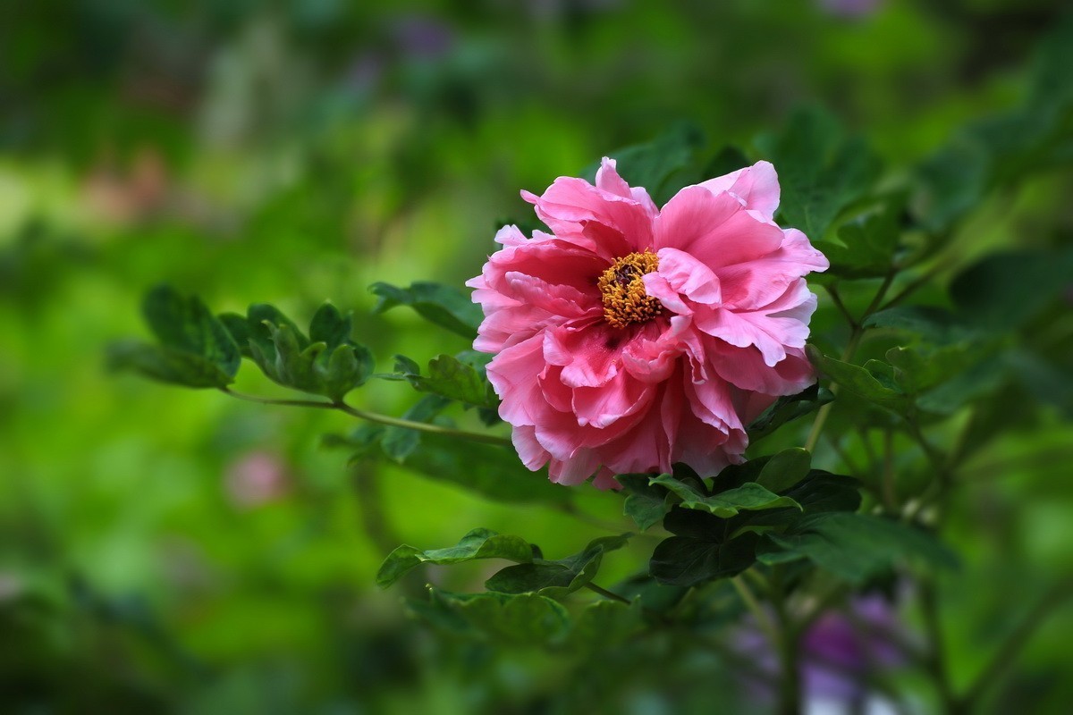 2024111 牡丹花-中关村在线摄影论坛