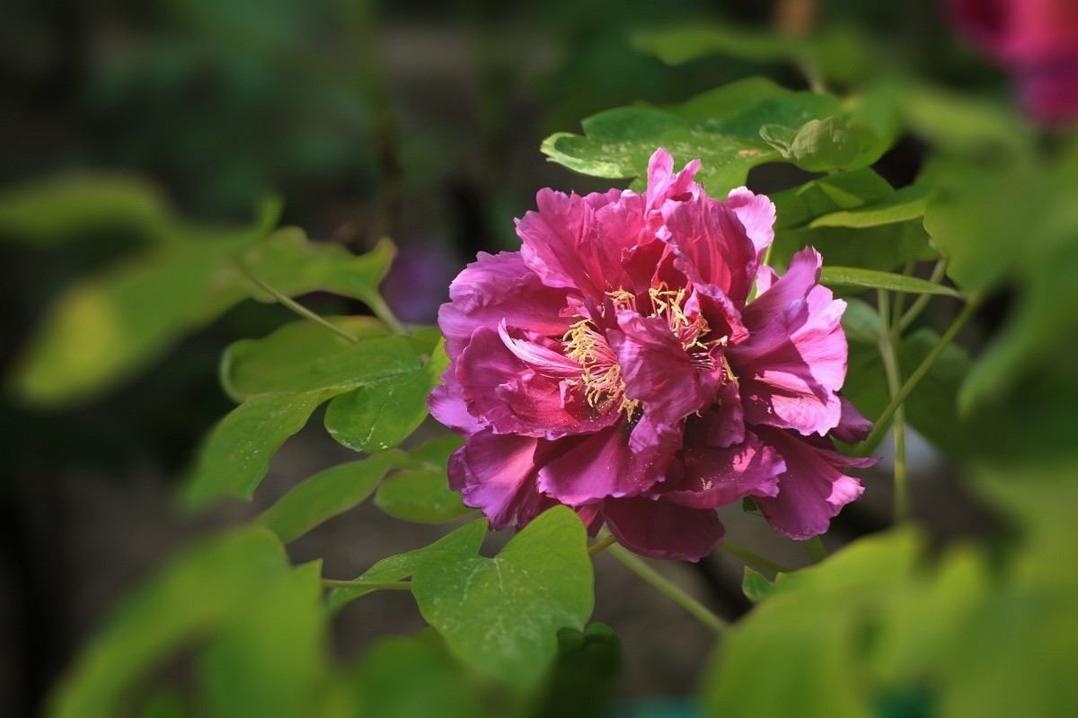 2024111 牡丹花-中关村在线摄影论坛