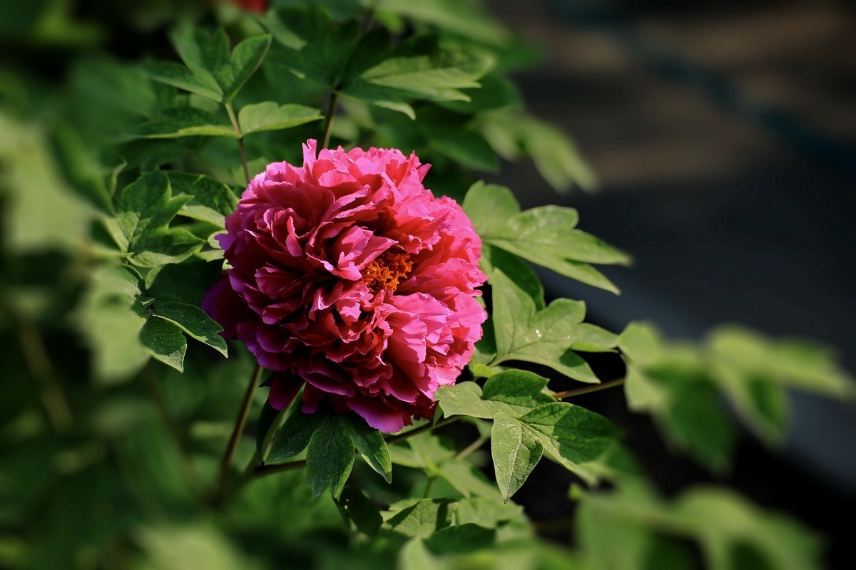 2024111 牡丹花-中关村在线摄影论坛