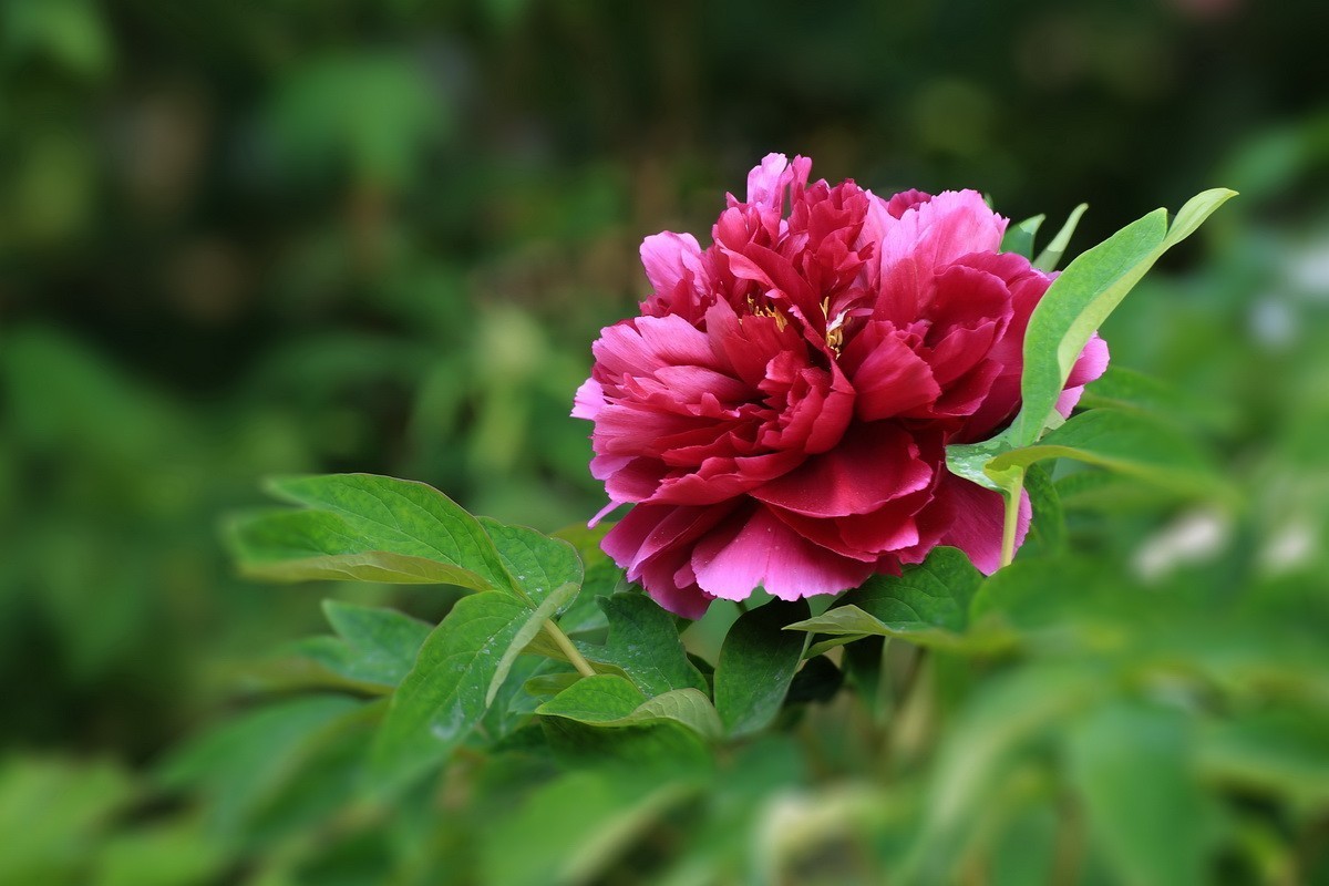 2024111 牡丹花-中关村在线摄影论坛