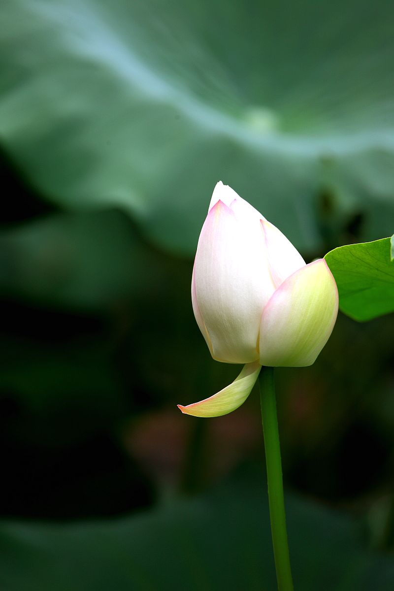 一茎孤引绿（二）-中关村在线摄影论坛