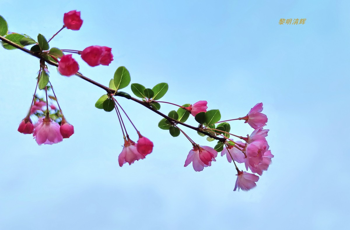 街心公园的海棠花-中关村在线摄影论坛
