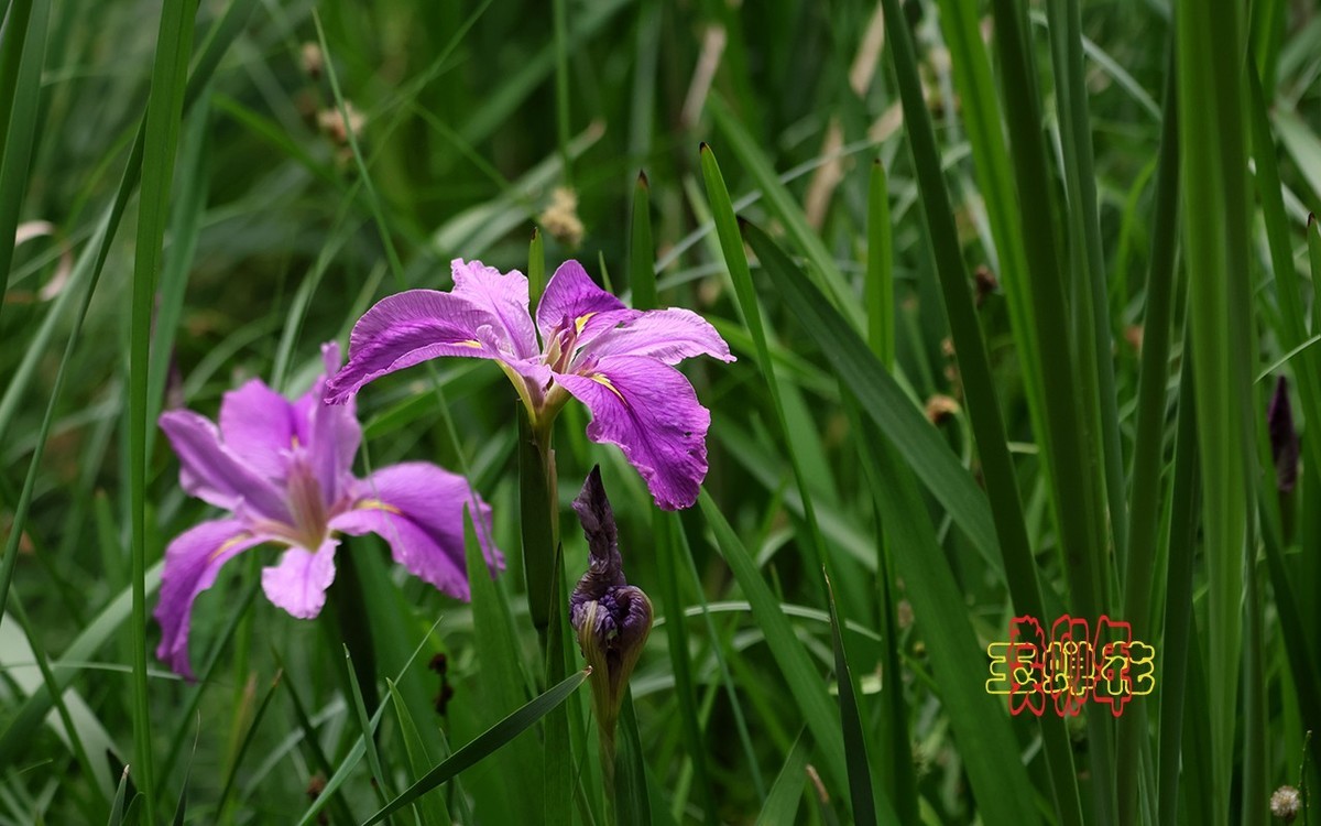 玉蝉花 19【2023-0751】-中关村在线摄影论坛