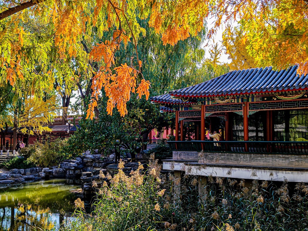 手机游拍20241105《16》-中关村在线摄影论坛