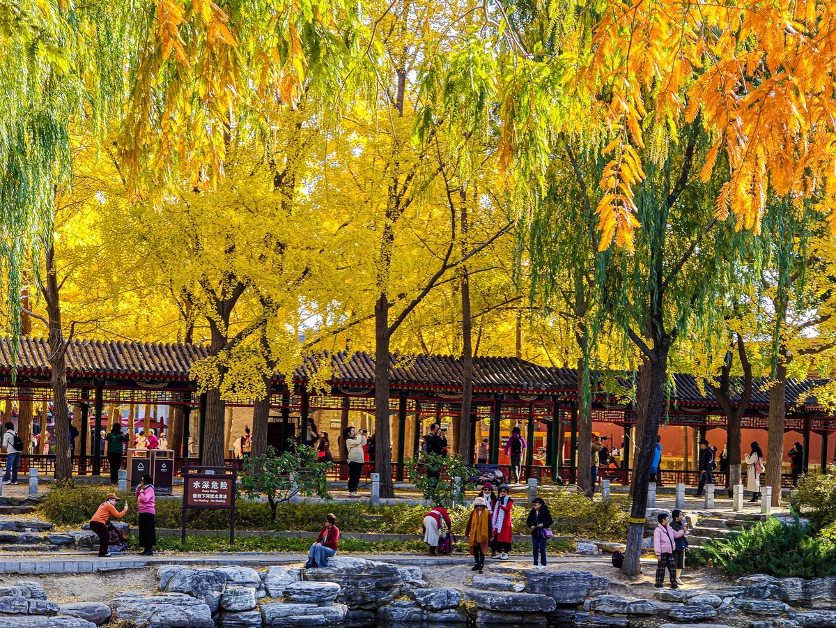 手机游拍20241105《16》-中关村在线摄影论坛