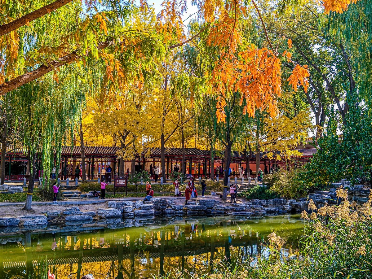 手机游拍20241105《16》-中关村在线摄影论坛