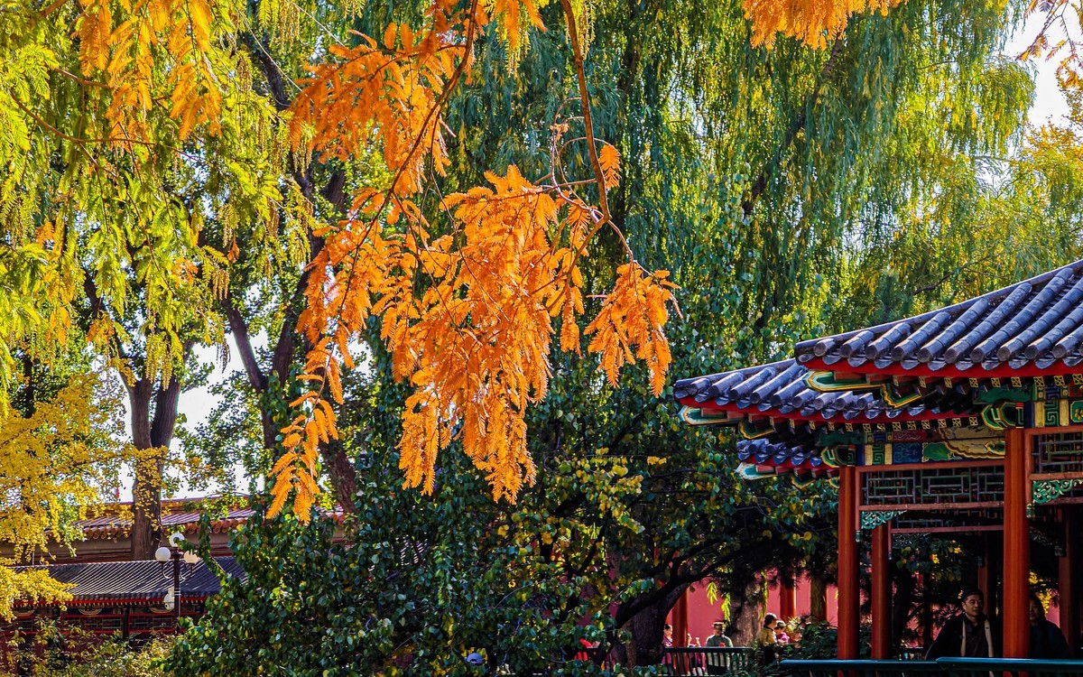 手机游拍20241105《16》-中关村在线摄影论坛