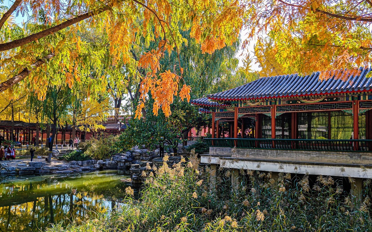 手机游拍20241105《16》-中关村在线摄影论坛