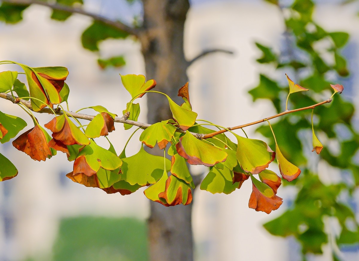 富士H2S+佳能70/200效果！-中关村在线摄影论坛