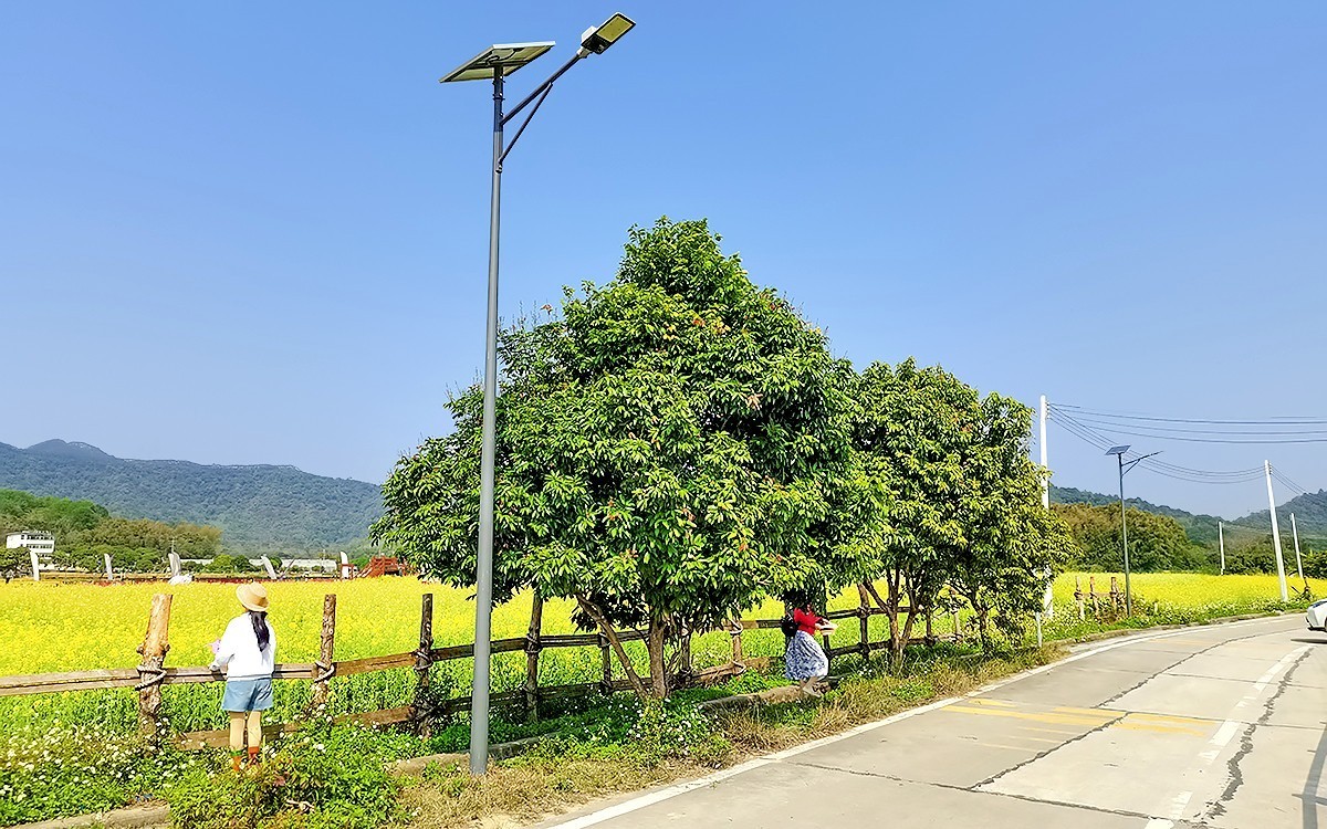 23135 ─ 春游迳下村-中关村在线摄影论坛