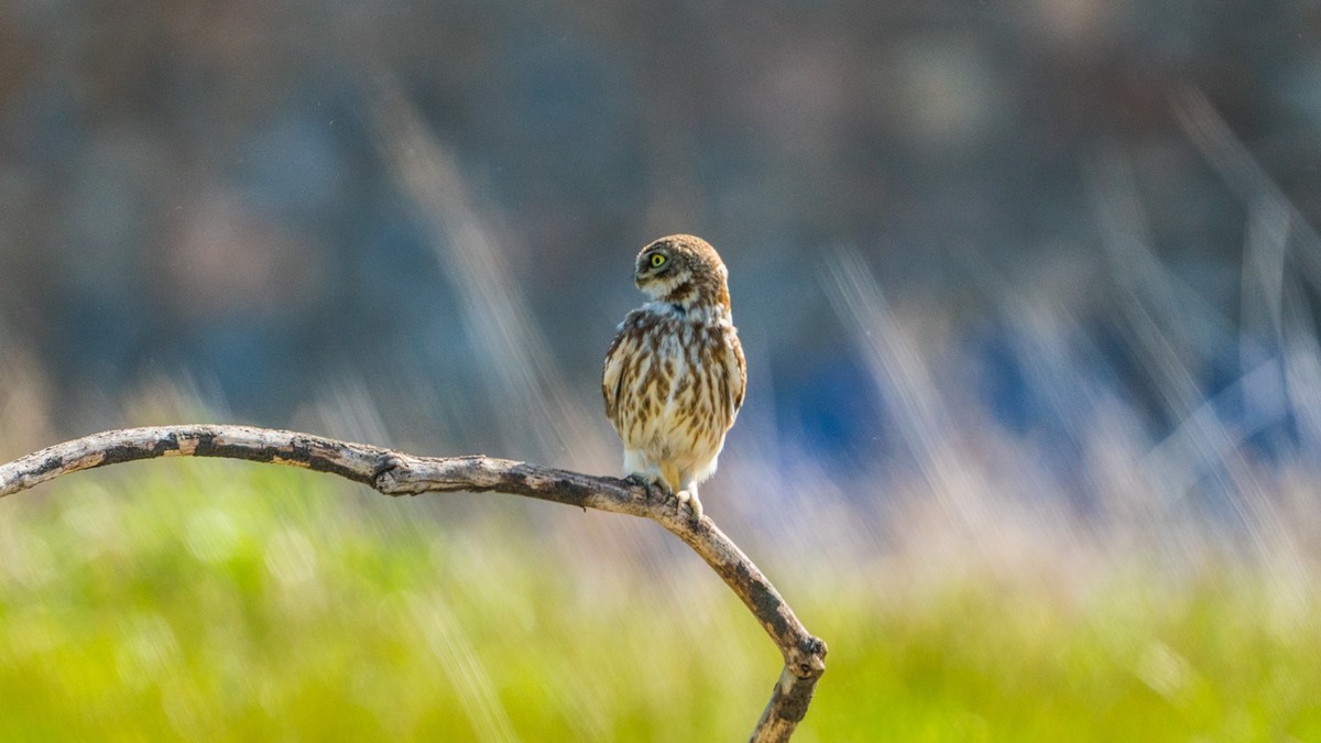 纵 纹 腹 小 鸮 （索尼A7R2+G200-600镜头）-中关村在线摄影论坛