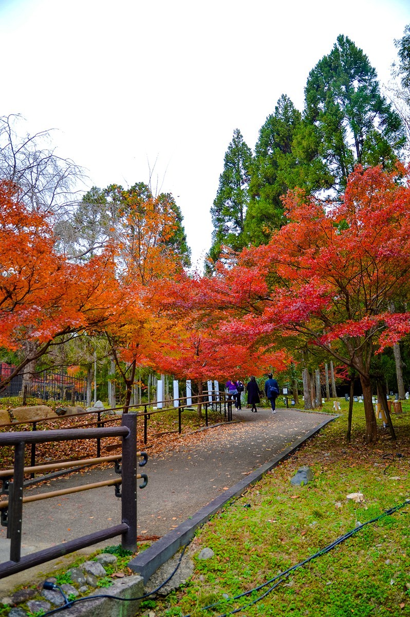 2019年京都大阪红叶季-4-13-中关村在线摄影论坛