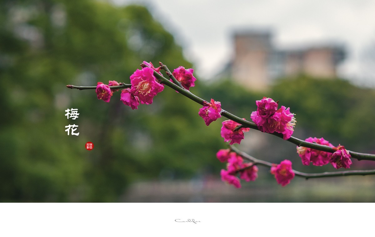 梅-中关村在线摄影论坛