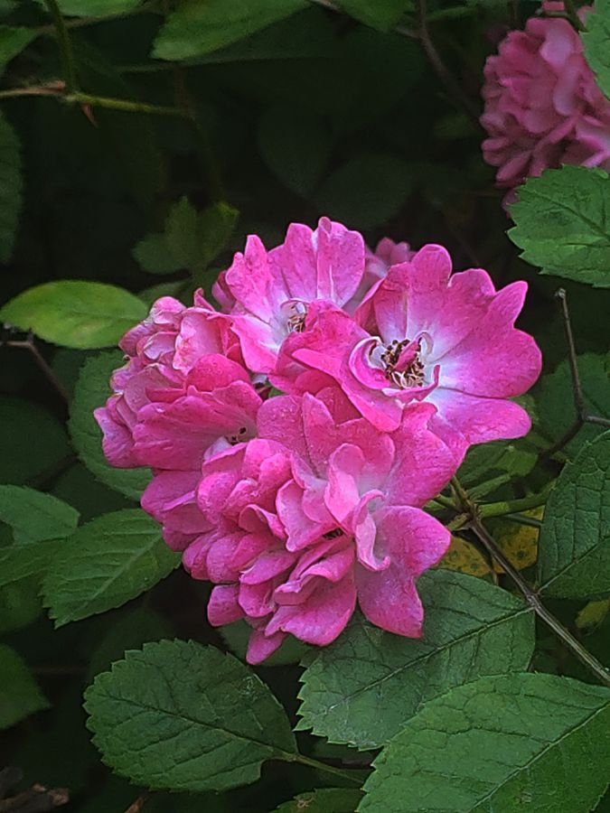 花卉系列【4538】-中关村在线摄影论坛