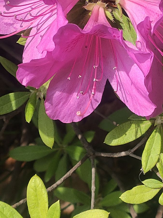 花卉系列【5352】-中关村在线摄影论坛