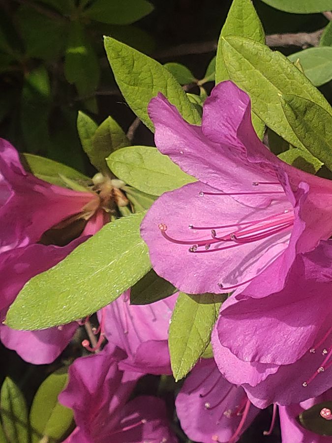 花卉系列【5352】-中关村在线摄影论坛