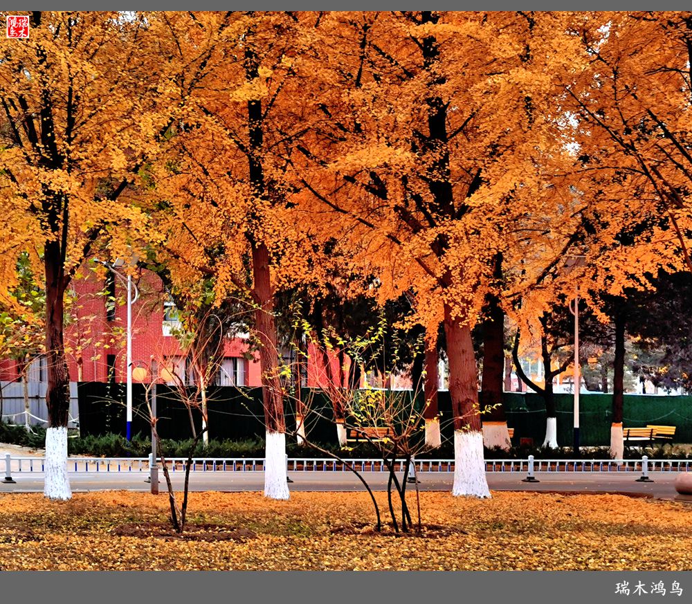 【手机随拍】秋叶最后的谢幕，续芳再待来年-中关村在线摄影论坛