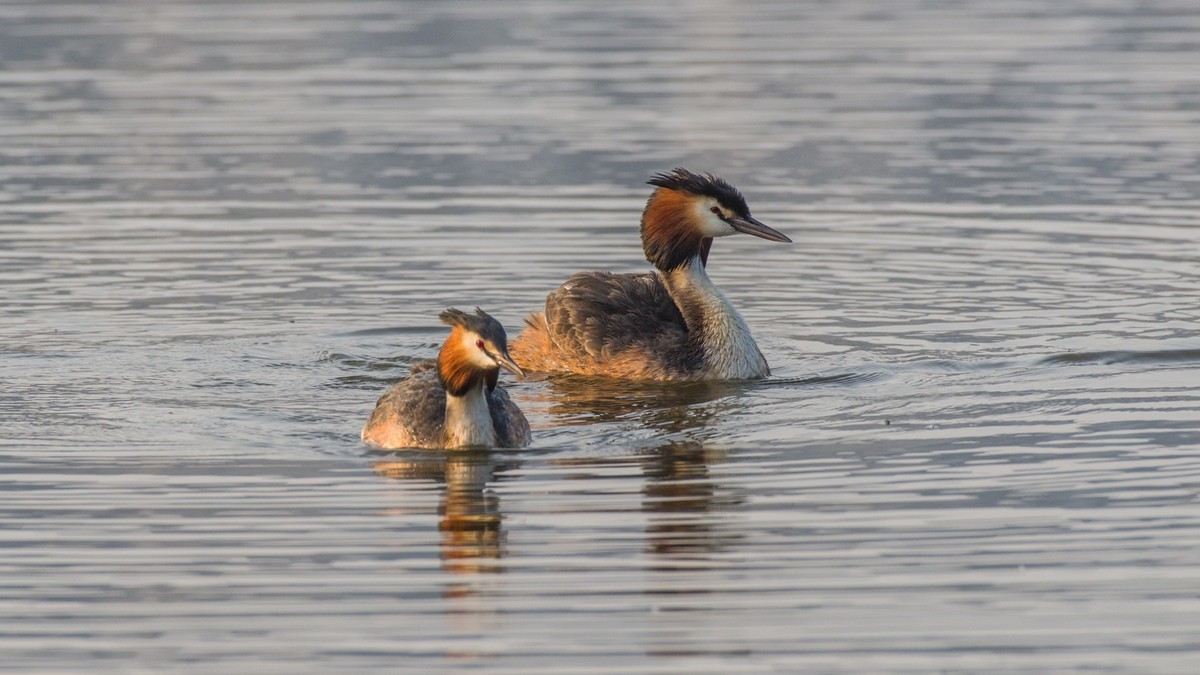 阜新玉龙湖的风头PI-TI （五）------亲鸟换岗-中关村在线摄影论坛
