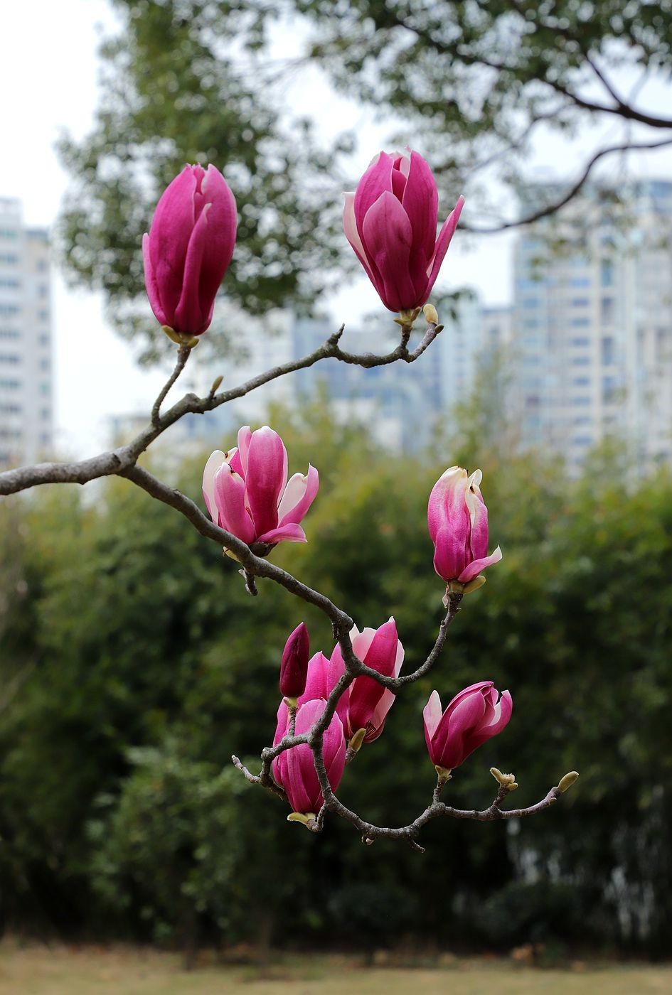 玉兰花 (5)-中关村在线摄影论坛