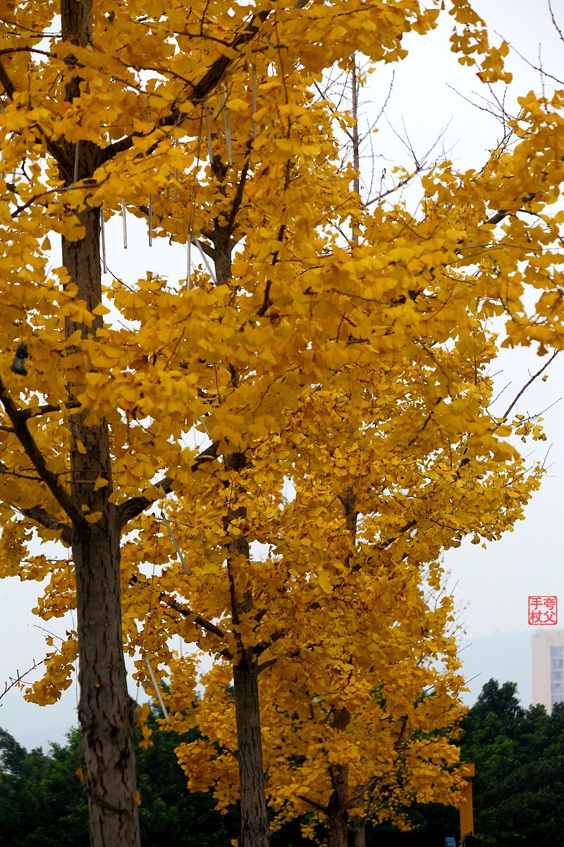 银杏（四）-中关村在线摄影论坛
