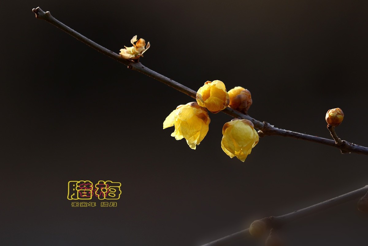 腊梅 8【2023-0083】-中关村在线摄影论坛