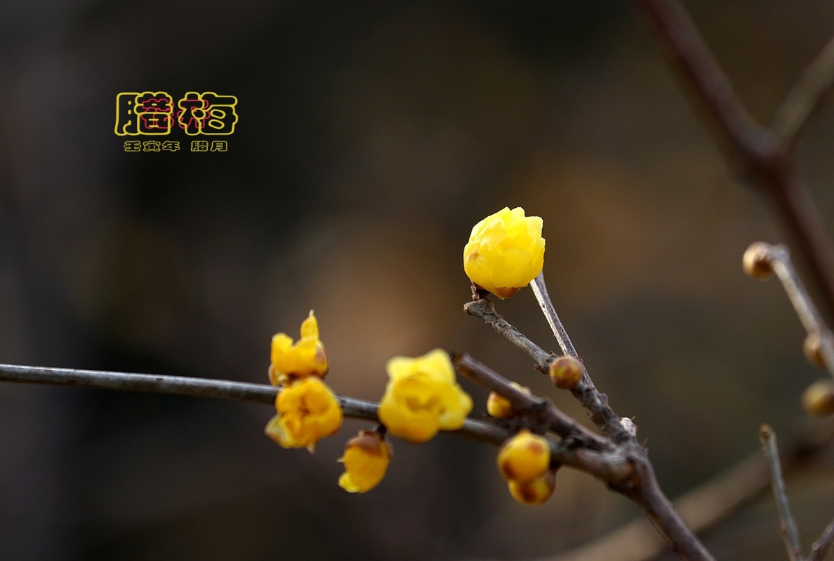 腊梅 8【2023-0083】-中关村在线摄影论坛