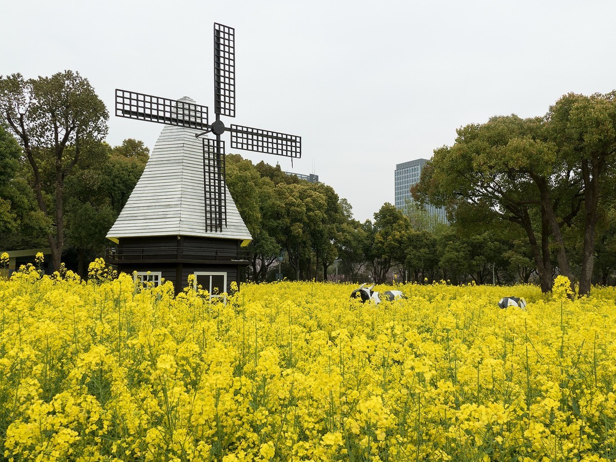 盛开的鲜花-中关村在线摄影论坛