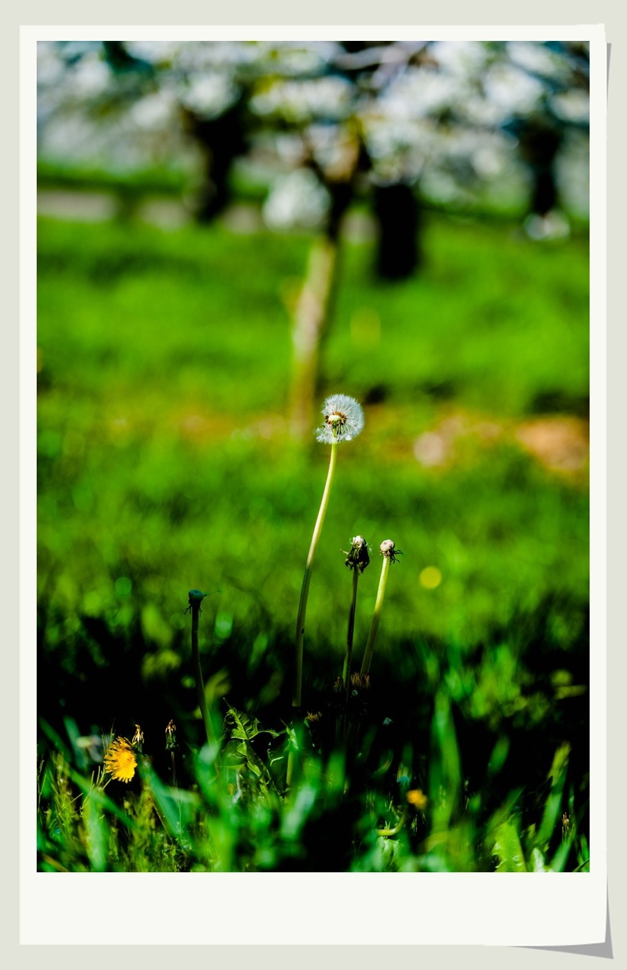 春花黑森林-中关村在线摄影论坛