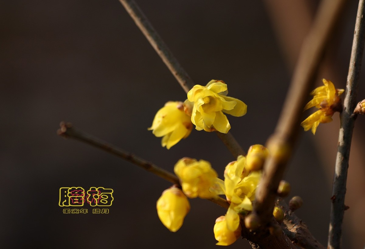 腊梅 8【2023-0083】-中关村在线摄影论坛