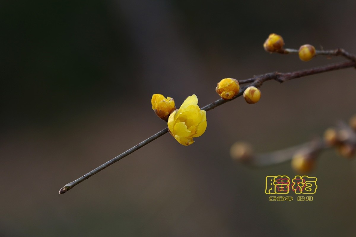 腊梅 8【2023-0083】-中关村在线摄影论坛