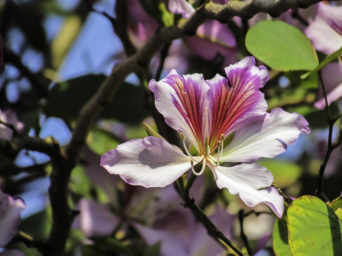 洋紫荆-中关村在线摄影论坛