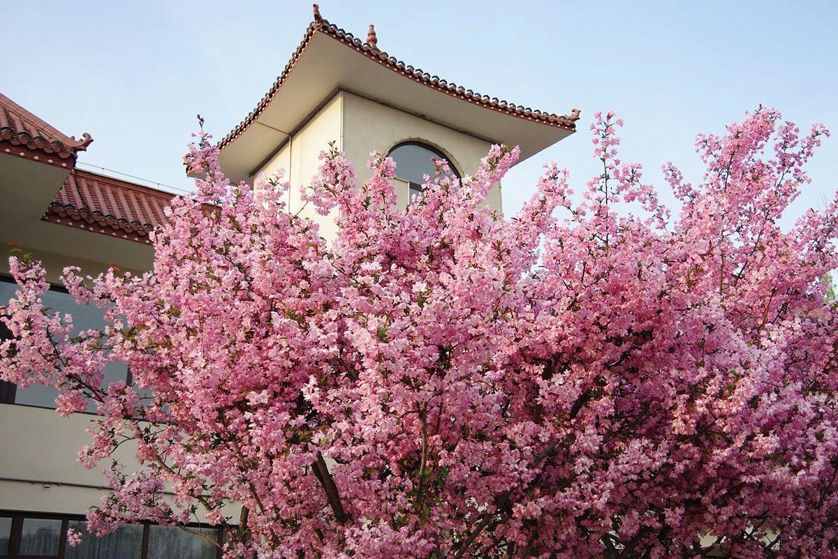 【高清图】垂丝海棠盛开-中关村在线摄影论坛