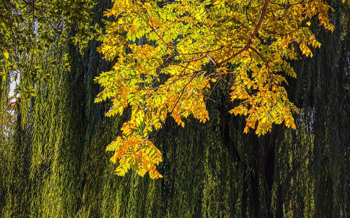 手机游拍20241105《56》-中关村在线摄影论坛