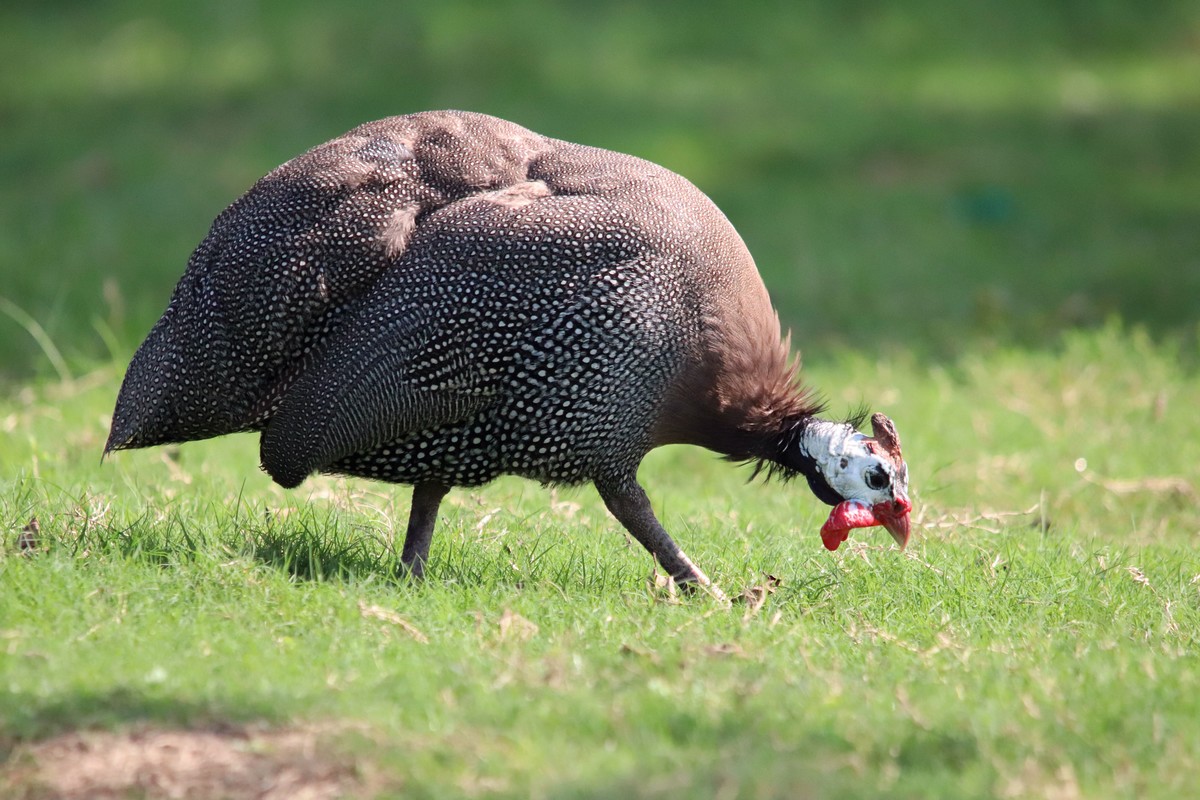 觅食的珍珠鸡（提前祝各位师友新春佳节快乐！）-中关村在线摄影论坛
